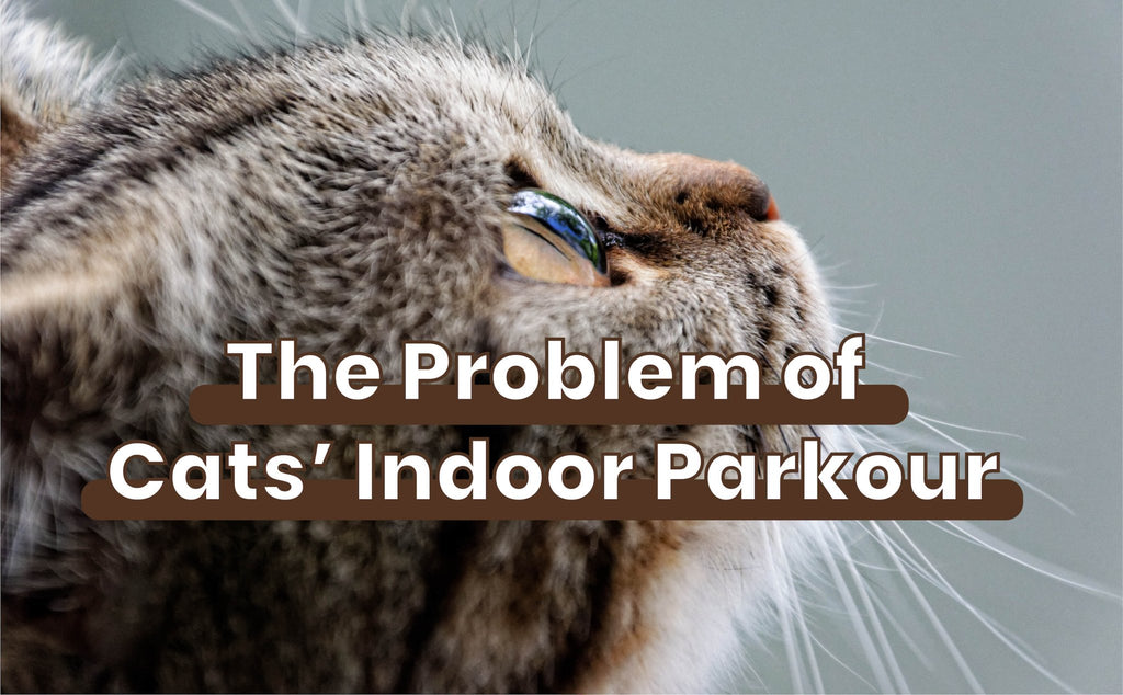 The Problem of Cats’ Indoor Parkour – LaiFug